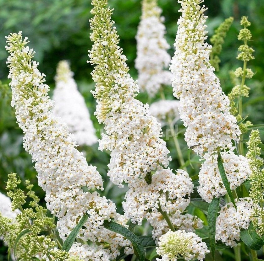 Nyáriorgona 'Nanho White' fajta - Buddleja davidii