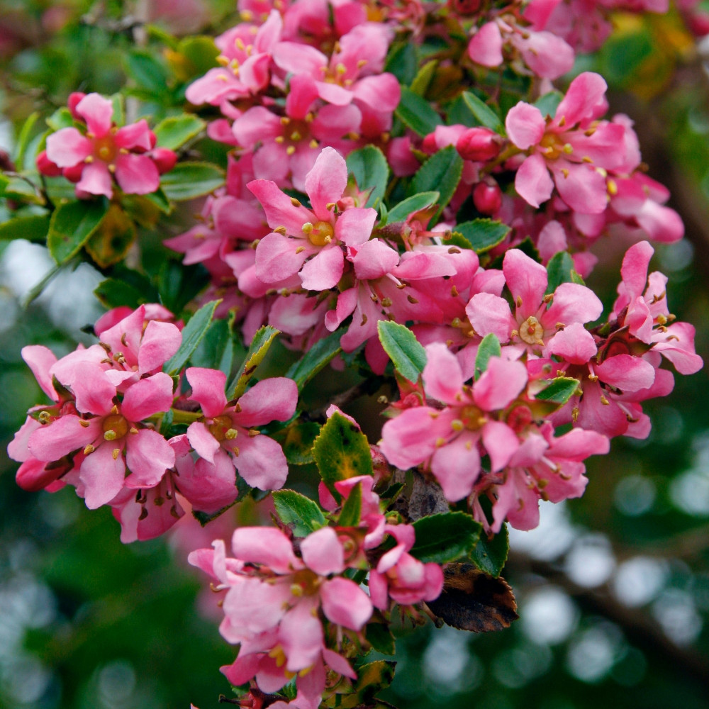 Kőtörőcserje 'Donard Seedling' fajta - Escallonia