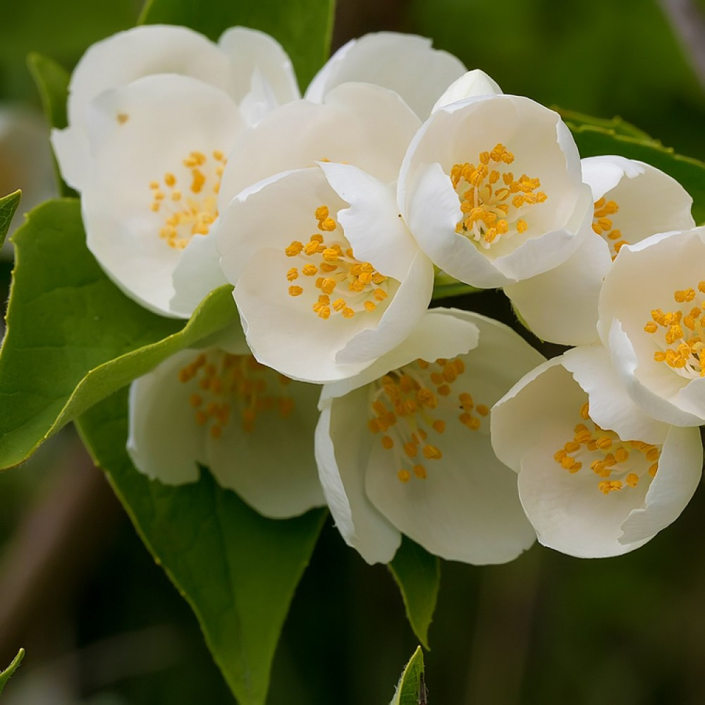 Közönséges jezsámen 'Kalina' fajta - Philadelphus