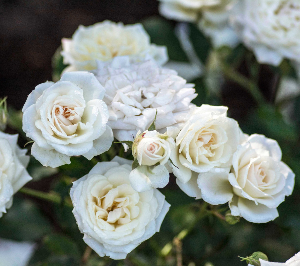 Rosa miniature 'White' - fehér miniatűr rózsa - ha