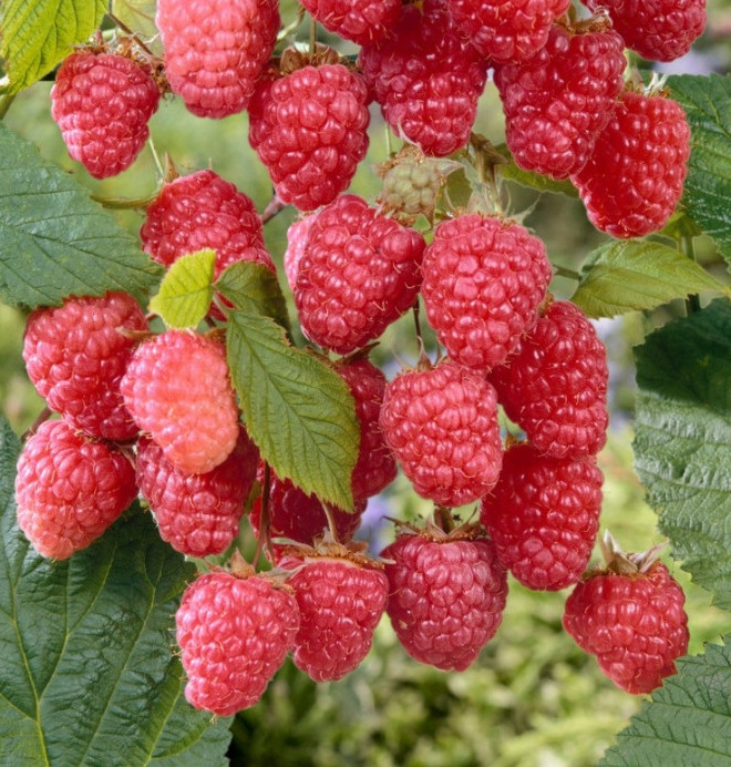 Folytontertmő málna - Rubus idaeus 'Delniwa' - han