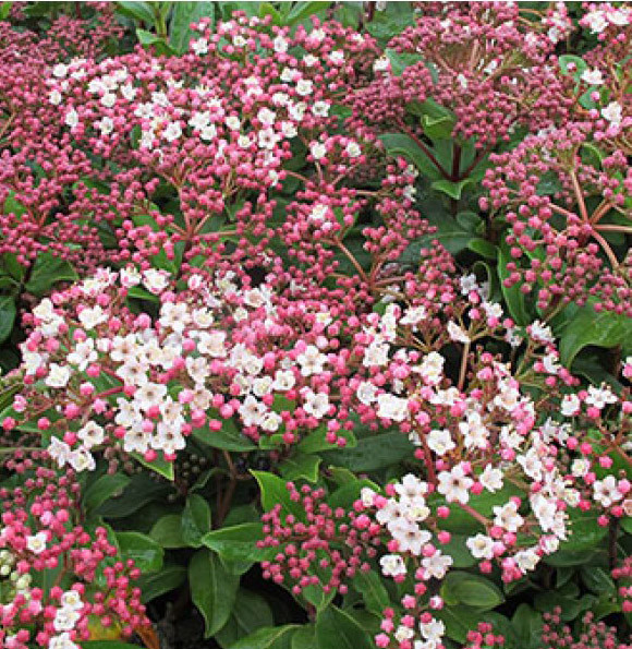 Téli bangita - Viburnum tinus 'Gwenllian' - hangak