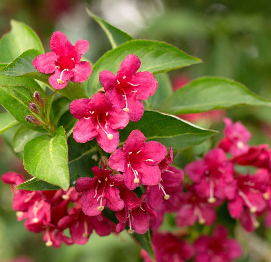 Rózsalonc 'Evita' fajta - Weigela 'Evita'