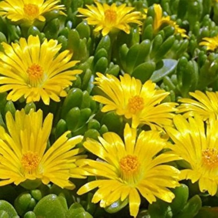 Délvirág - Delosperma nubigenum ‘Letseng’ - hangakerteszet.h
