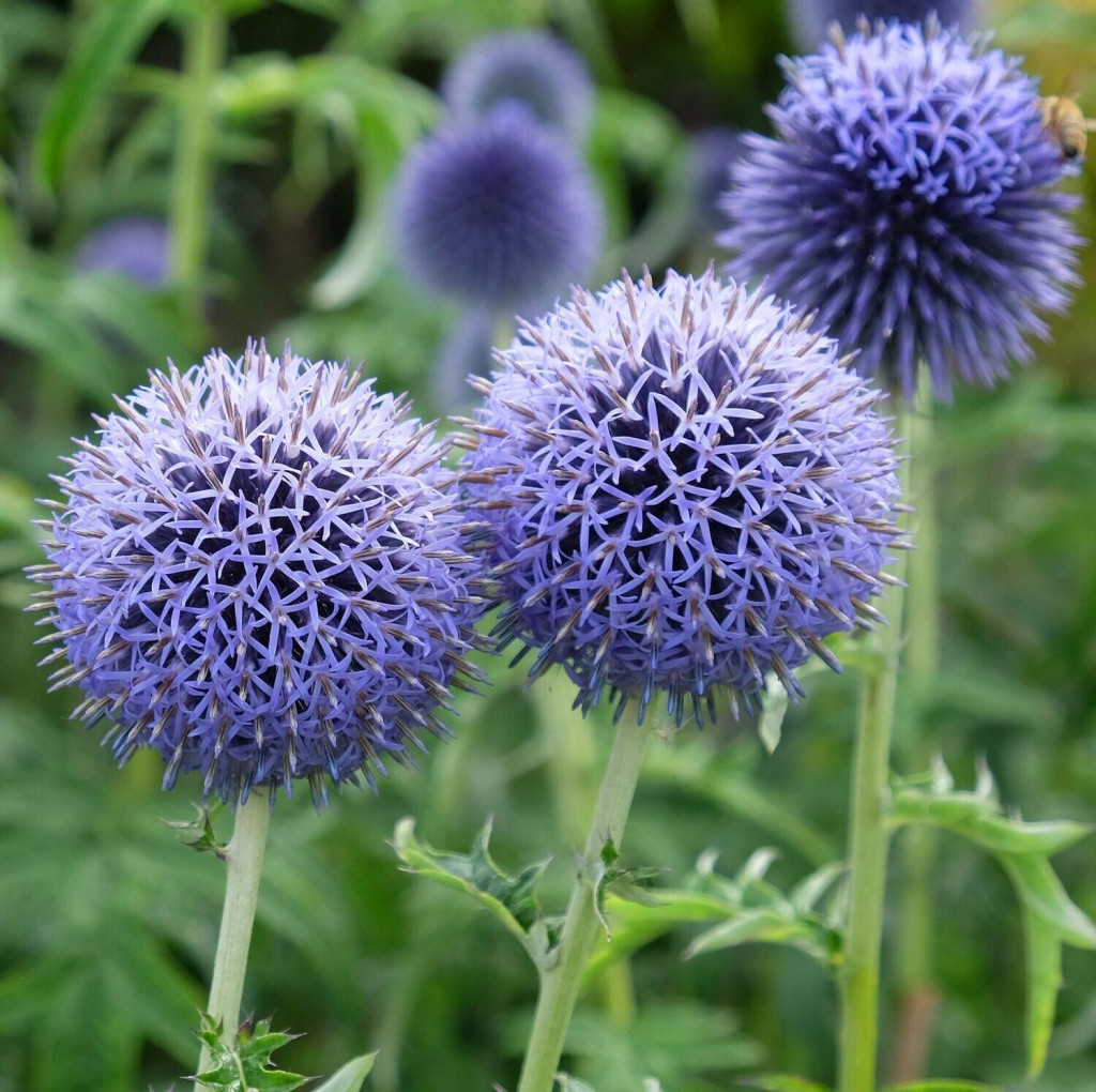 Szamárkenyér Echinops bannaticus 'Taplow Blue' - h
