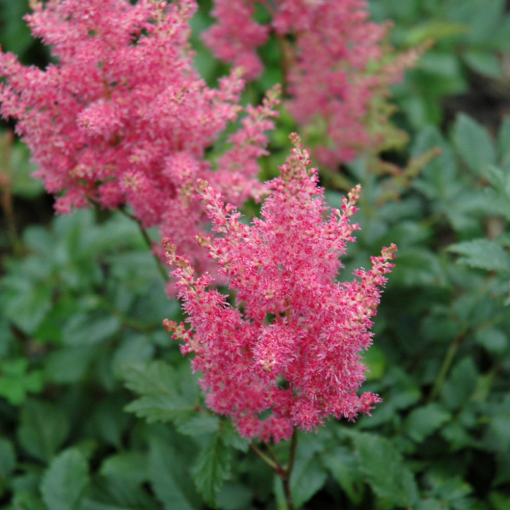 Japán tollbuga - Astilbe japonica ‘Rheinland’ - hangakertesz