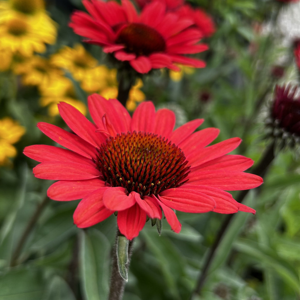 Kasvirág - Echinacea ‘Sunseekers Scarlet’ - hangakerteszet.h