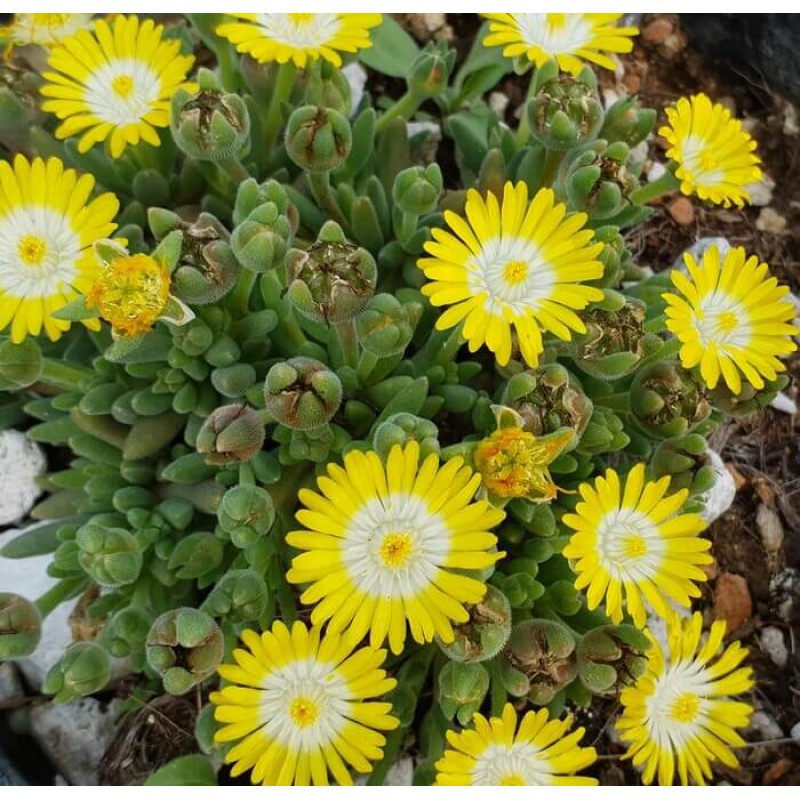 Délvirág - Delosperma cooperi 'Ice Cream Yellow'