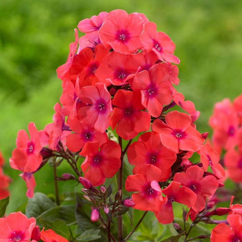 Bugás lángvirág - Phlox paniculata 'Orange Perfection&#