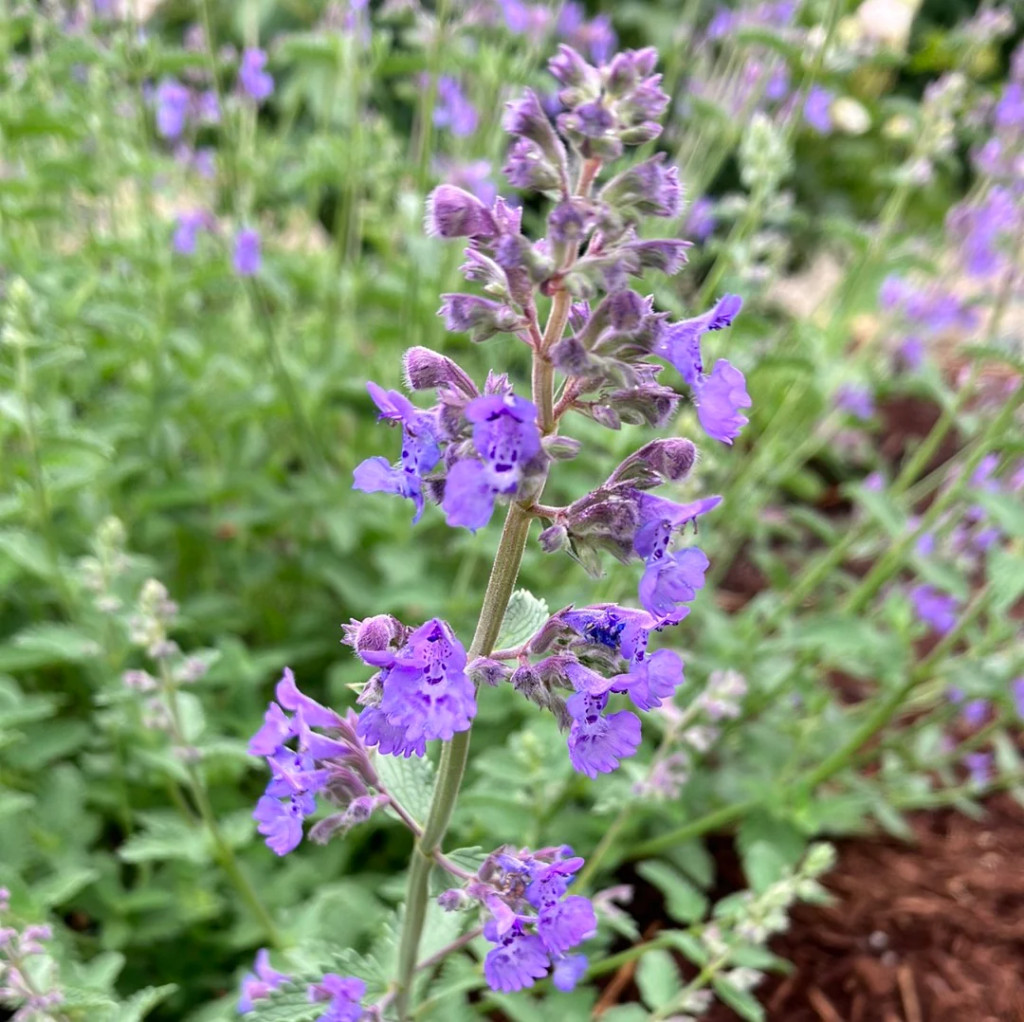 Macskamenta - Nepeta x faassenii 'Walker's Low