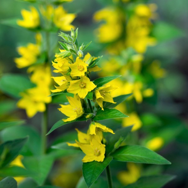 Pettyegetett lizinka - Lysimachia punctata 'Hometown He