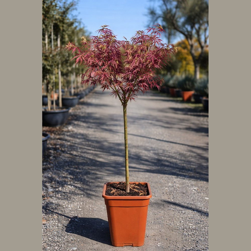 Japán juhar – Acer palmatum ‘Jerre Schwartz’ - hangakertesze